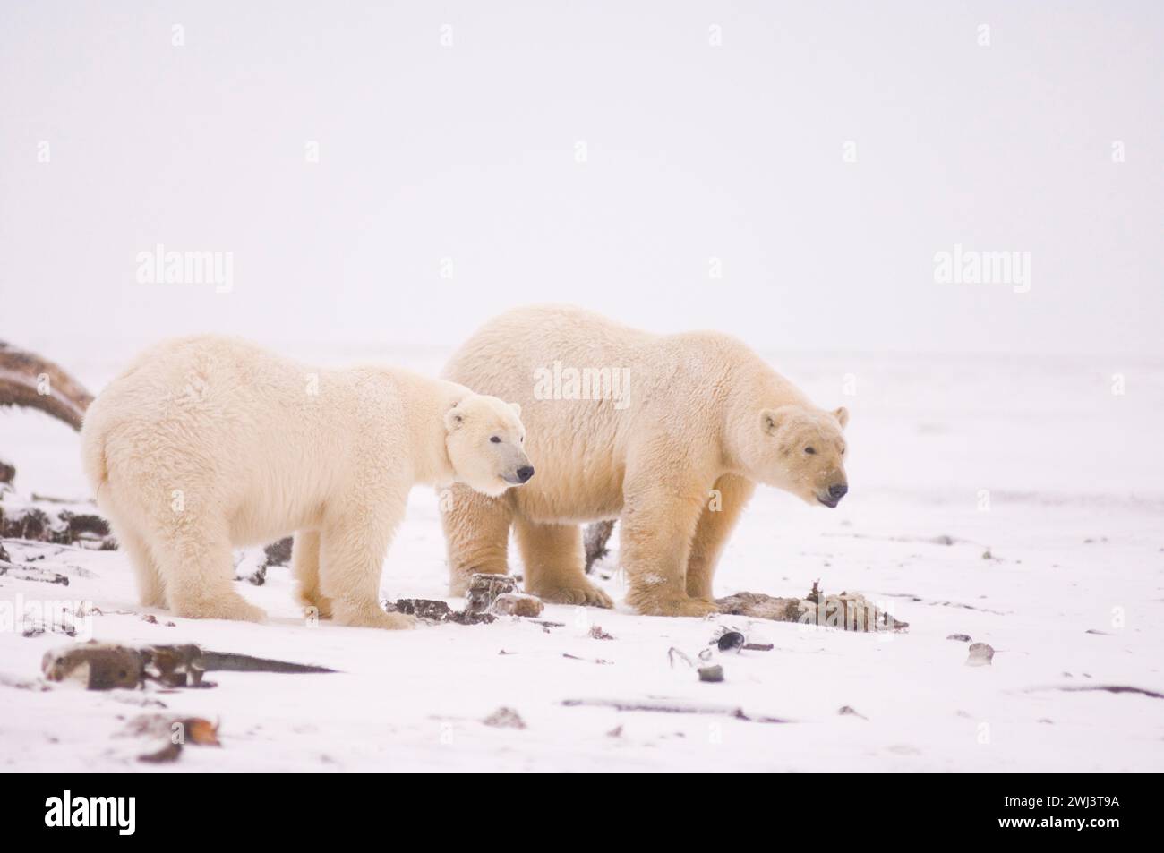 polar bears Ursus maritimus sow and boar scavenging in a whale bone ...