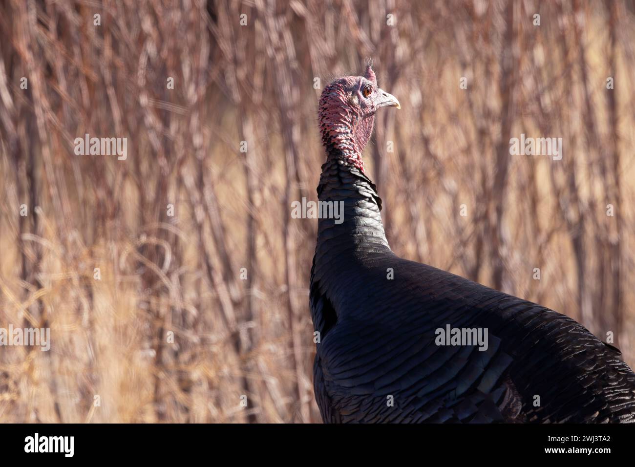 Large Wild Turkey turns watchfully in the natural environment of Bosque ...