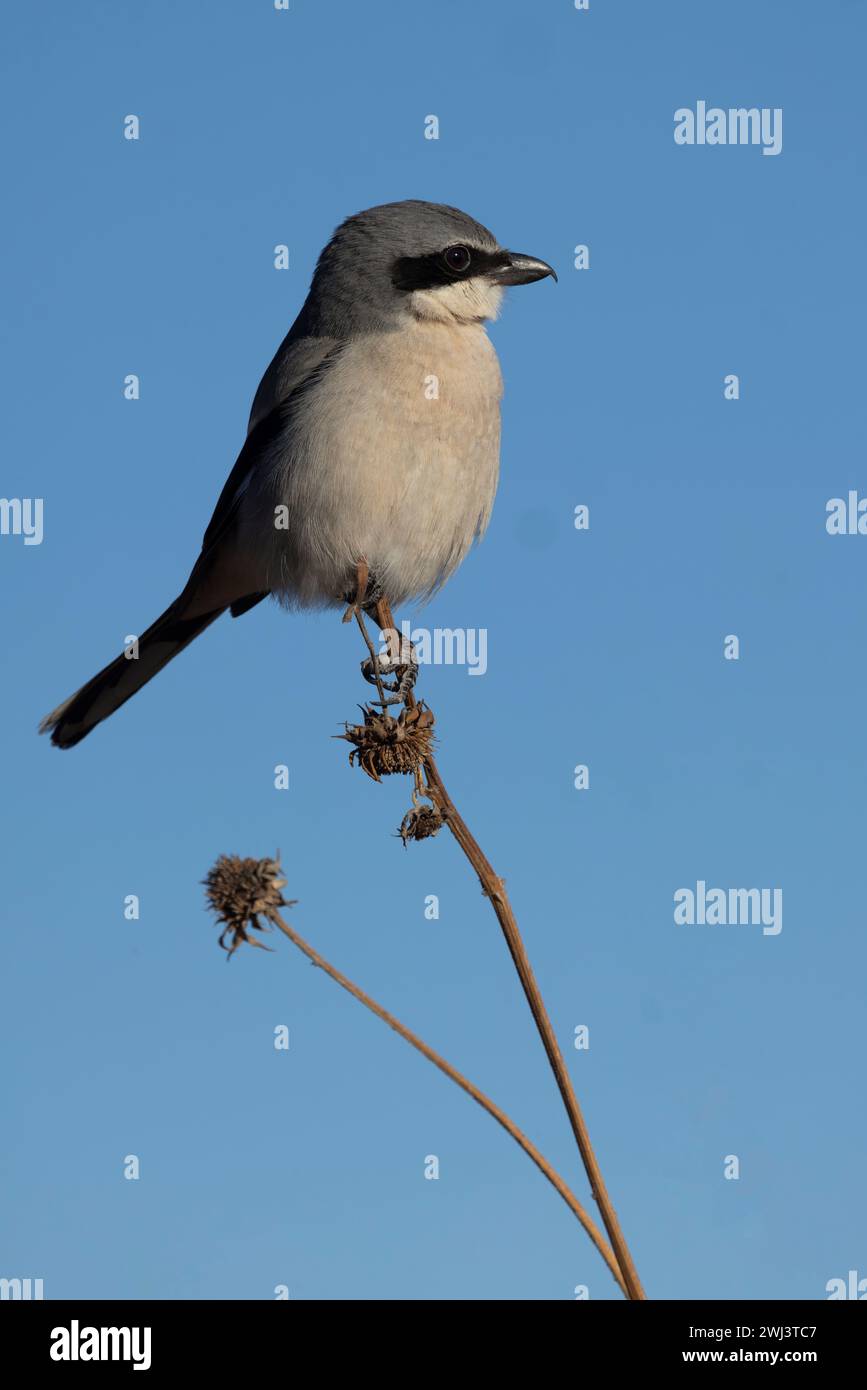 Vertical, close up portrait of Loggerhead Shrike with black mask and ...