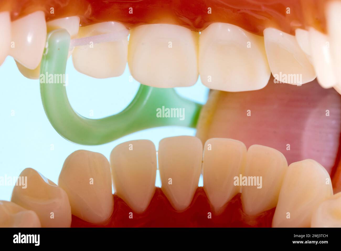 Brushing teeth with dental floss, view through mouth Stock Photo - Alamy