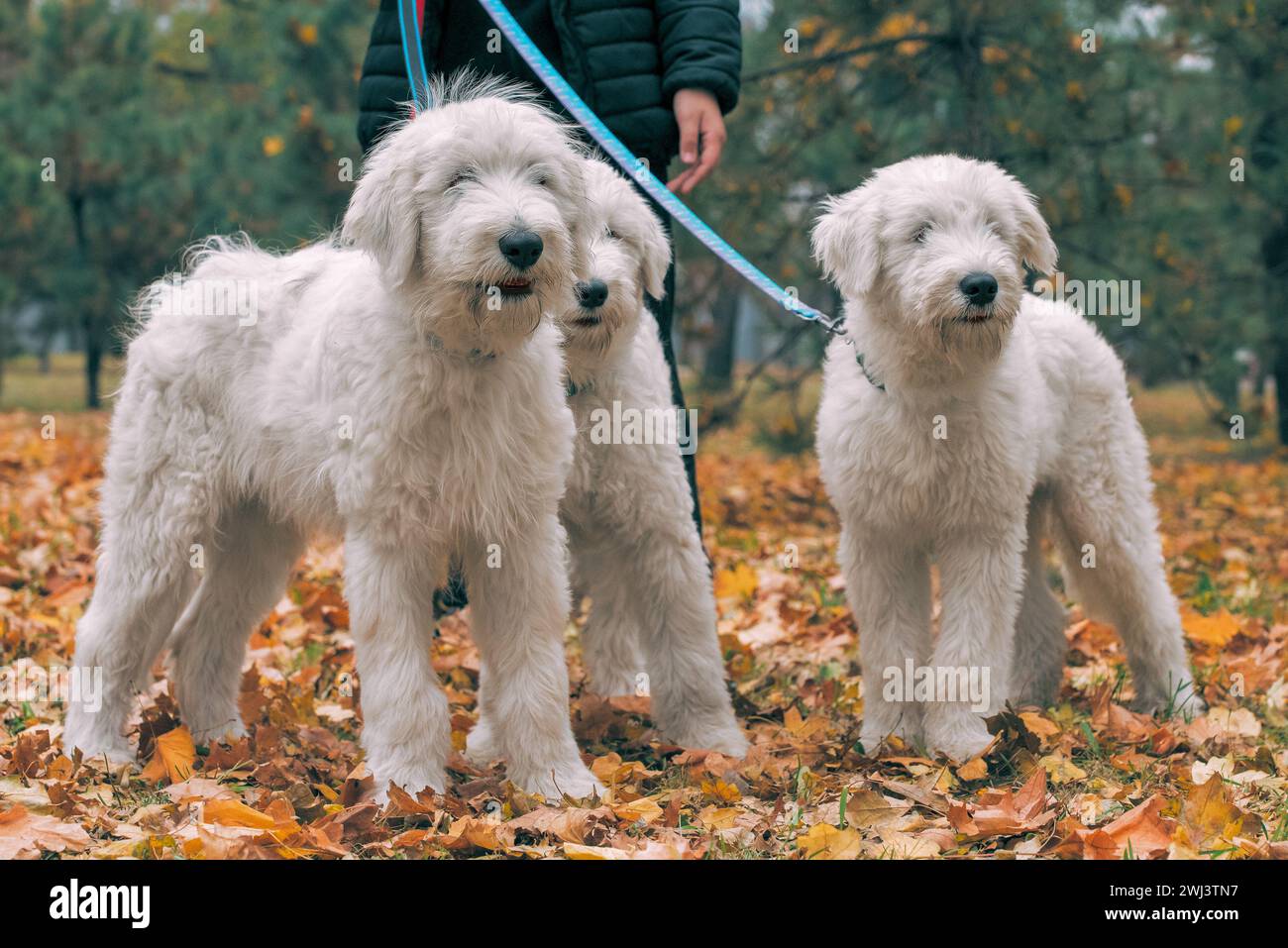 Three white dogs of the South Russian Shepherd breed on a walk with its ...