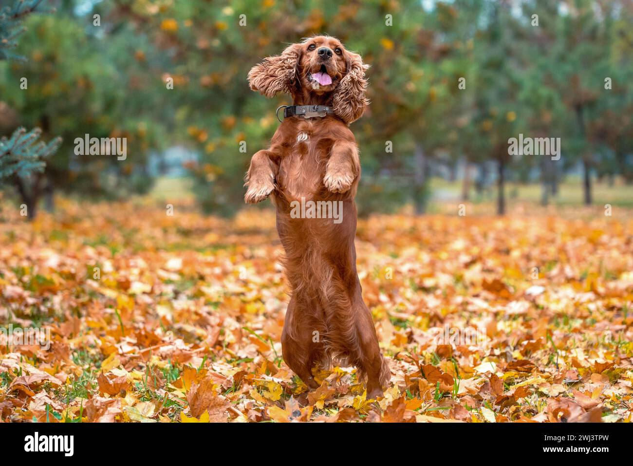 Red dog of the American Cocker spaniel breed jumping in the afternoon ...