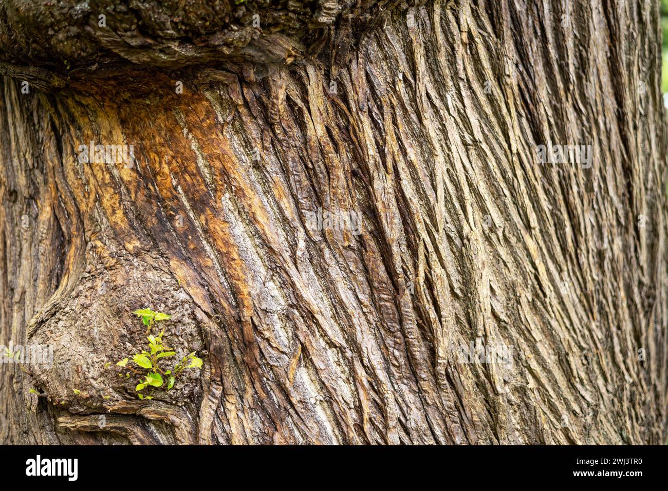 Chestnut tree bark hi-res stock photography and images - Alamy