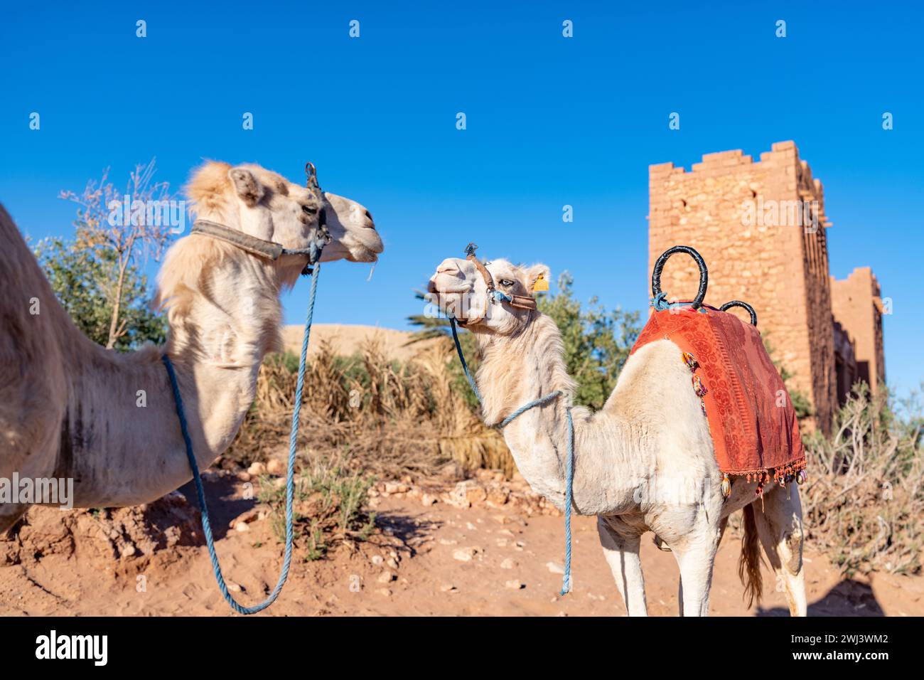 Ksar of Ait Ben Haddu in Morocco Stock Photo - Alamy