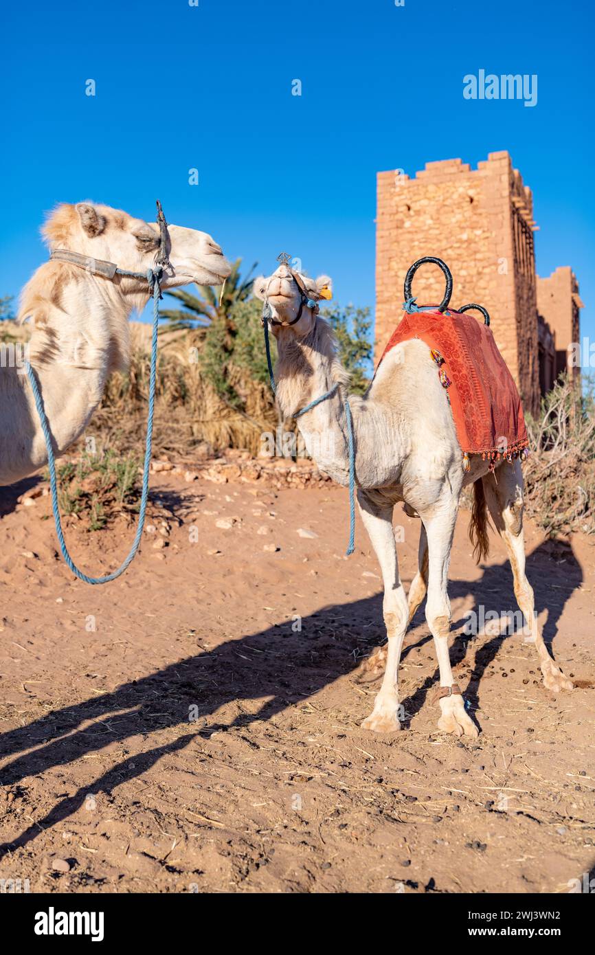 Ksar of Ait Ben Haddu in Morocco Stock Photo - Alamy