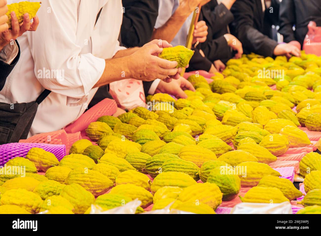 The ritual plants - Etrogs Stock Photo - Alamy