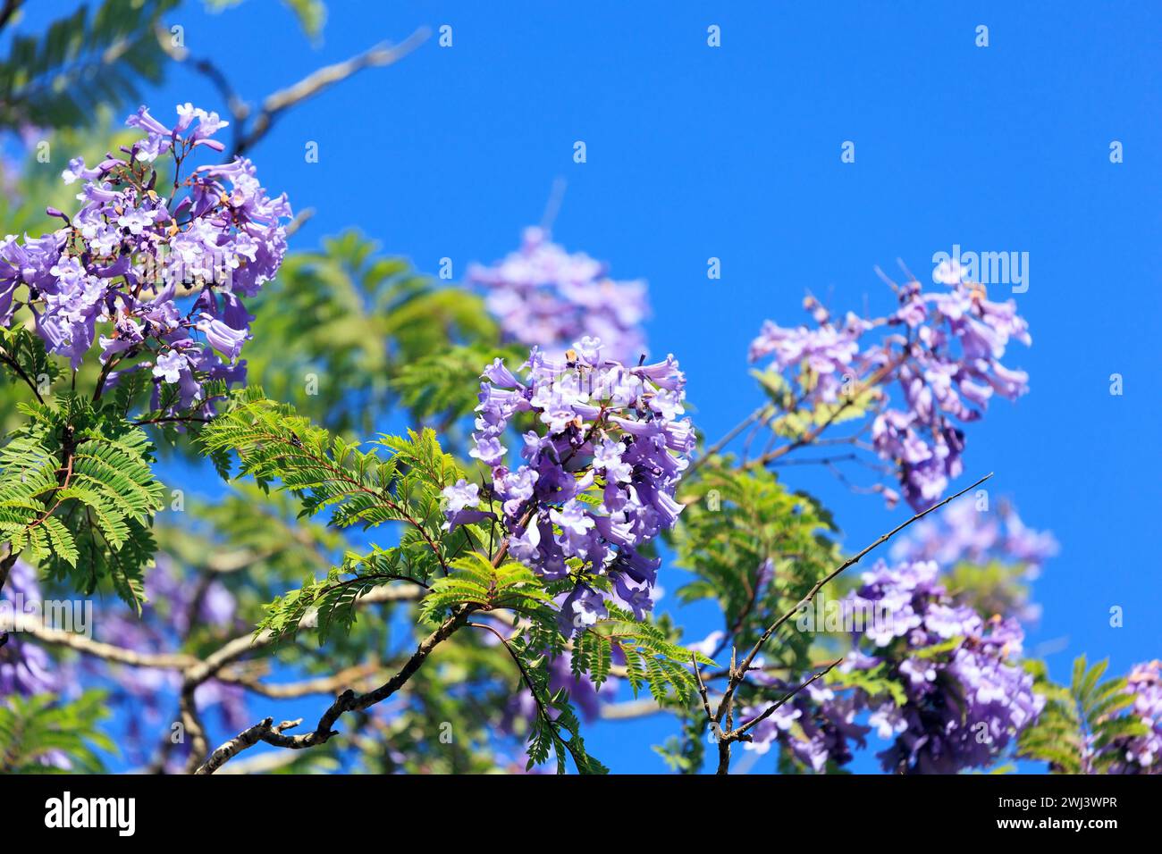 Jacaranda leaves hi-res stock photography and images - Alamy