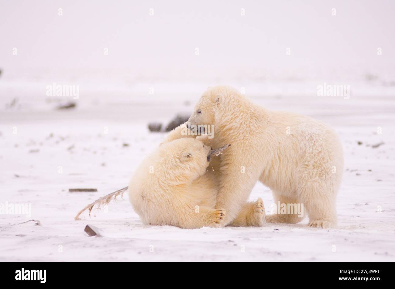 polar bear Ursus maritimus curious cubs playing with and around piece ...