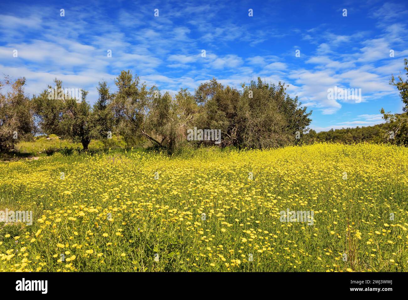 The green forest in Israel Stock Photo - Alamy