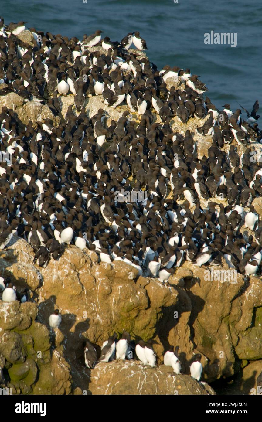 Common murre (Uria aalge) colony, Yaquina Head Outstanding Natural Area ...