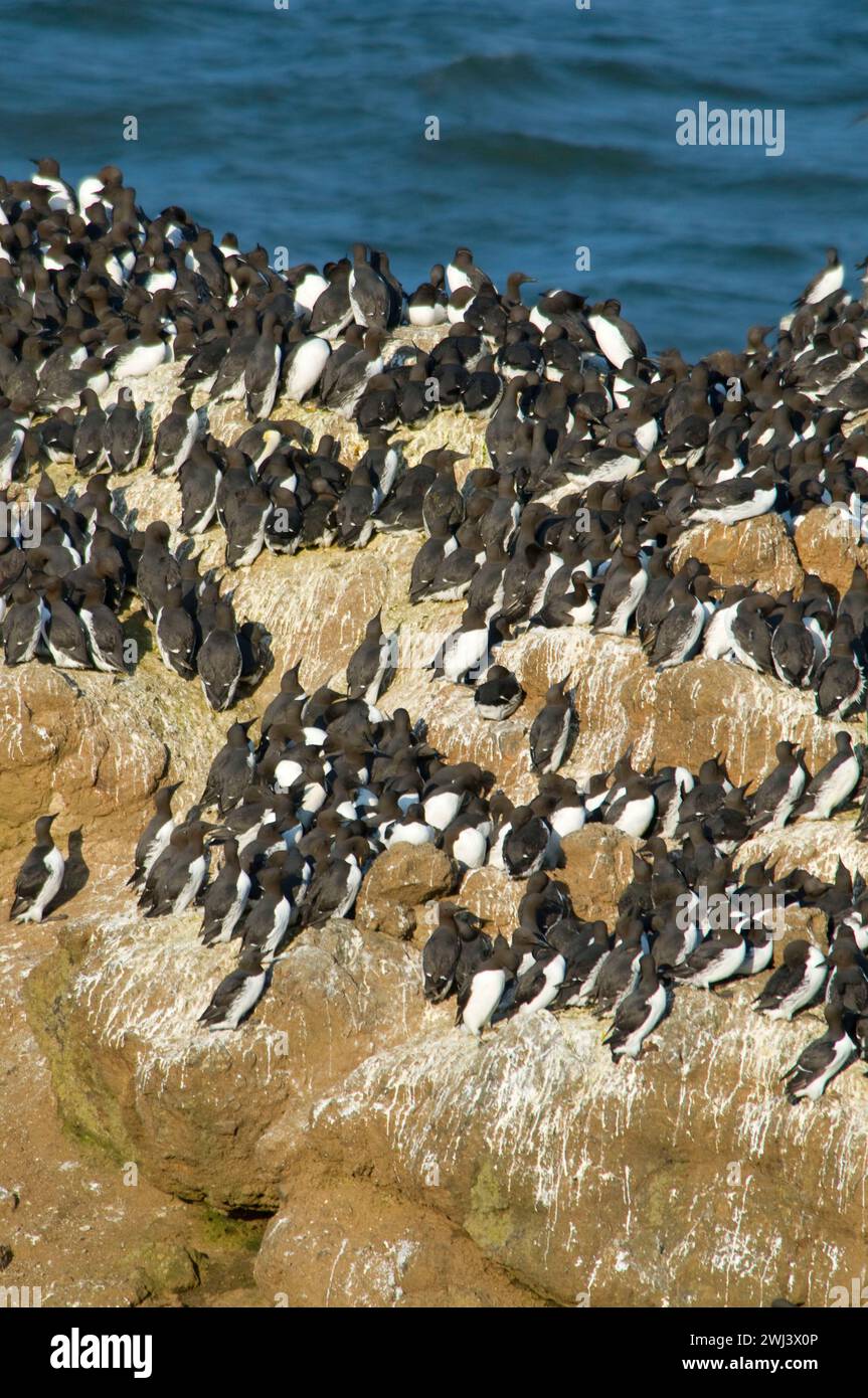 Common murre (Uria aalge) colony, Yaquina Head Outstanding Natural Area ...