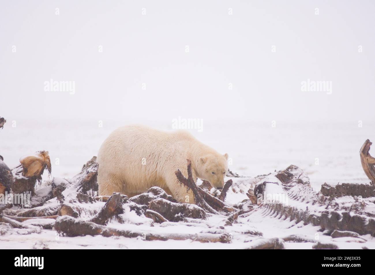 polar bear, Ursus maritimus Boar in a bone yard neck thicker then head ...