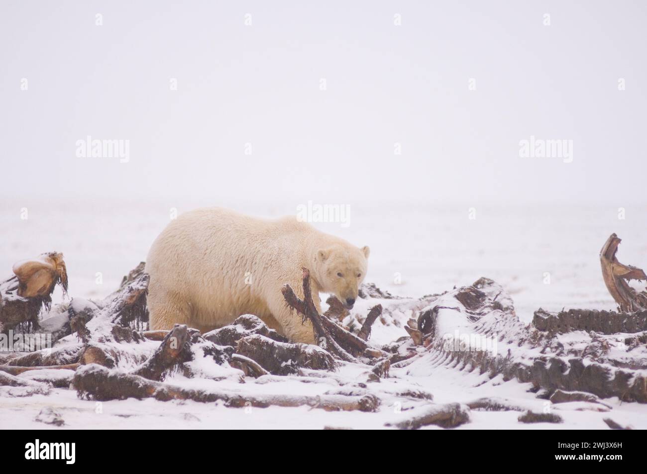 polar bear, Ursus maritimus Boar in a bone yard neck thicker then head ...