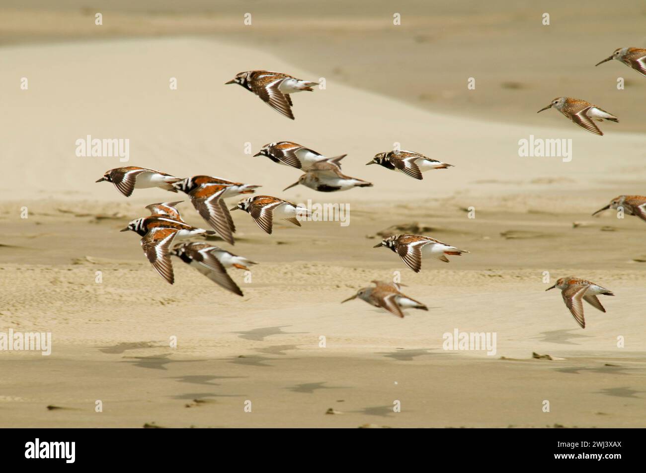 Ruddy turnstone (Arenaria interpres) in flight, Yaquina Bay State Park ...