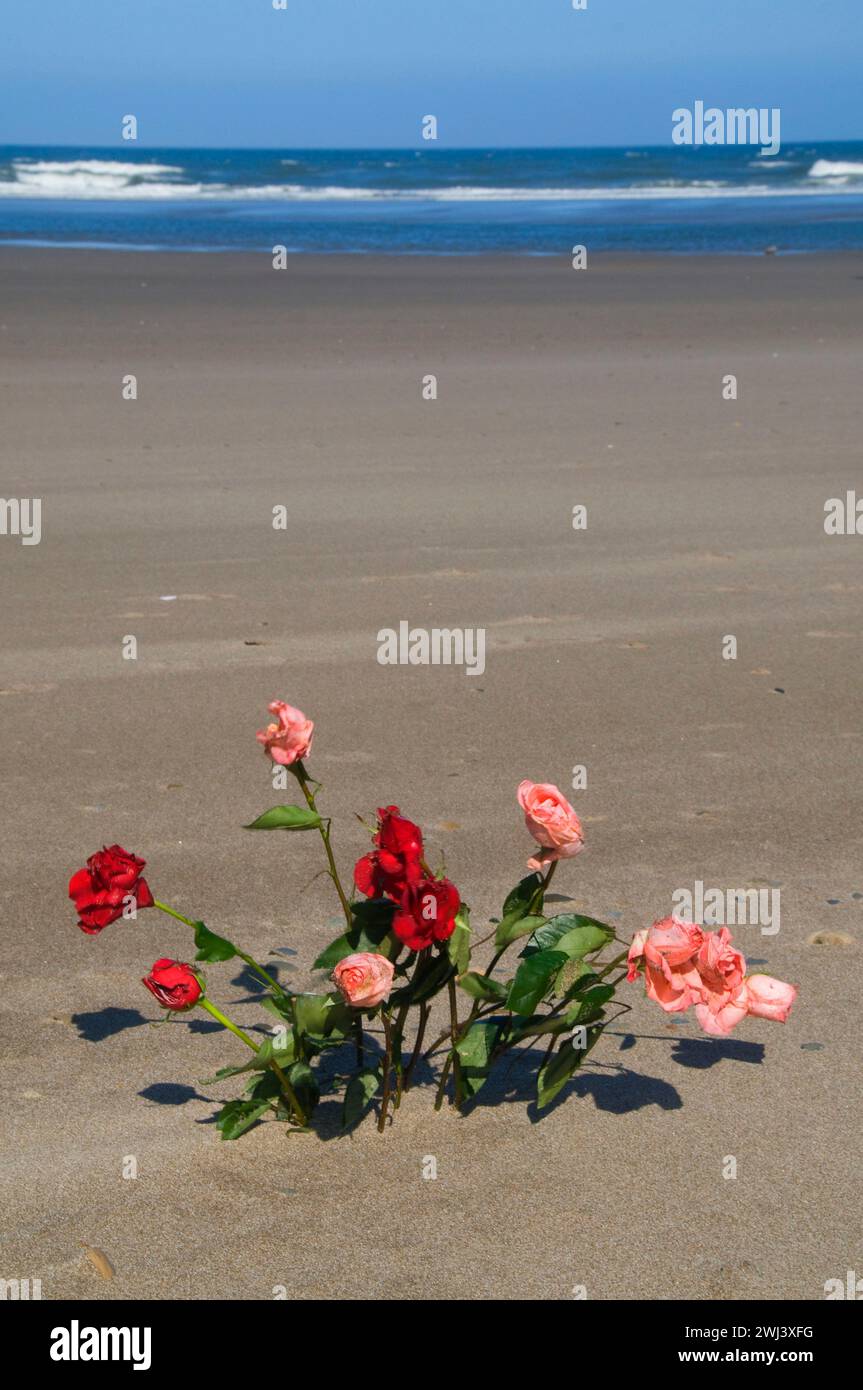 Roses on beach, Dee River State Park, Lincoln City, Oregon Stock Photo ...