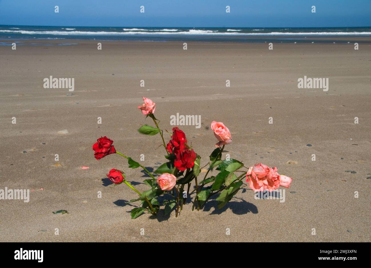 Roses on beach, Dee River State Park, Lincoln City, Oregon Stock Photo ...