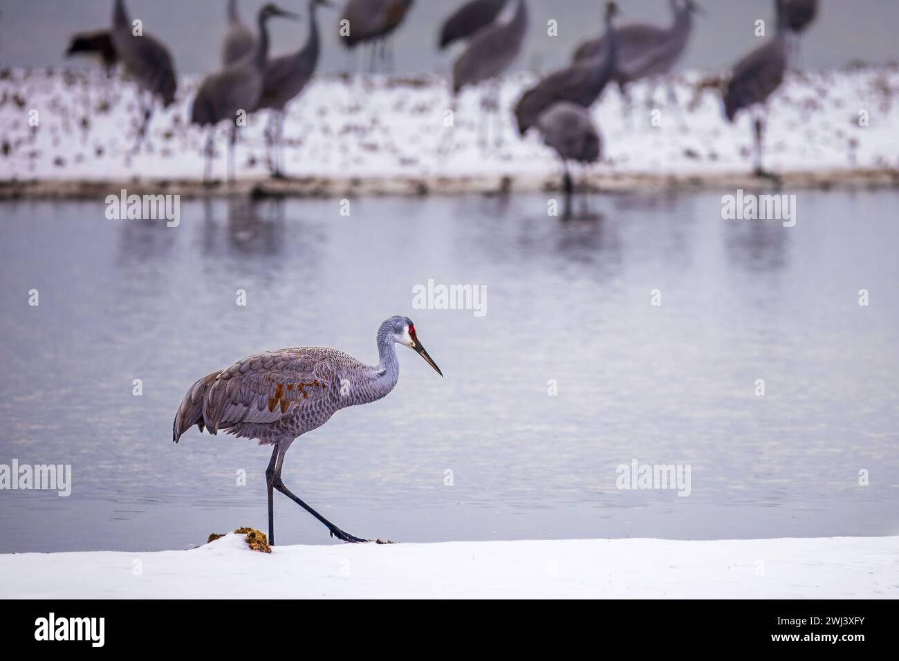 The sandhill crane(Antigone canadensis) in the snow,, by the water in ...