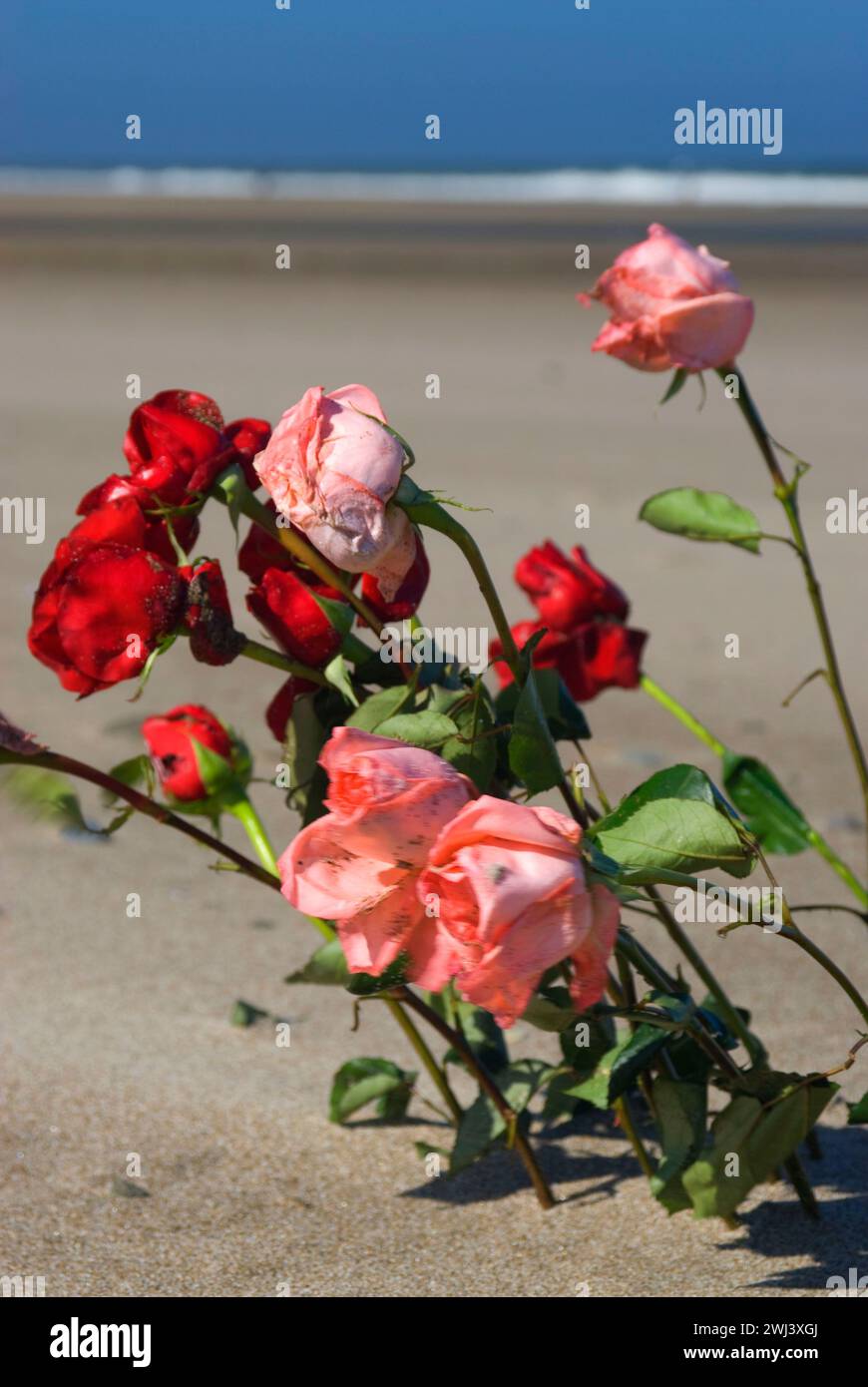 Roses on beach, Dee River State Park, Lincoln City, Oregon Stock Photo ...