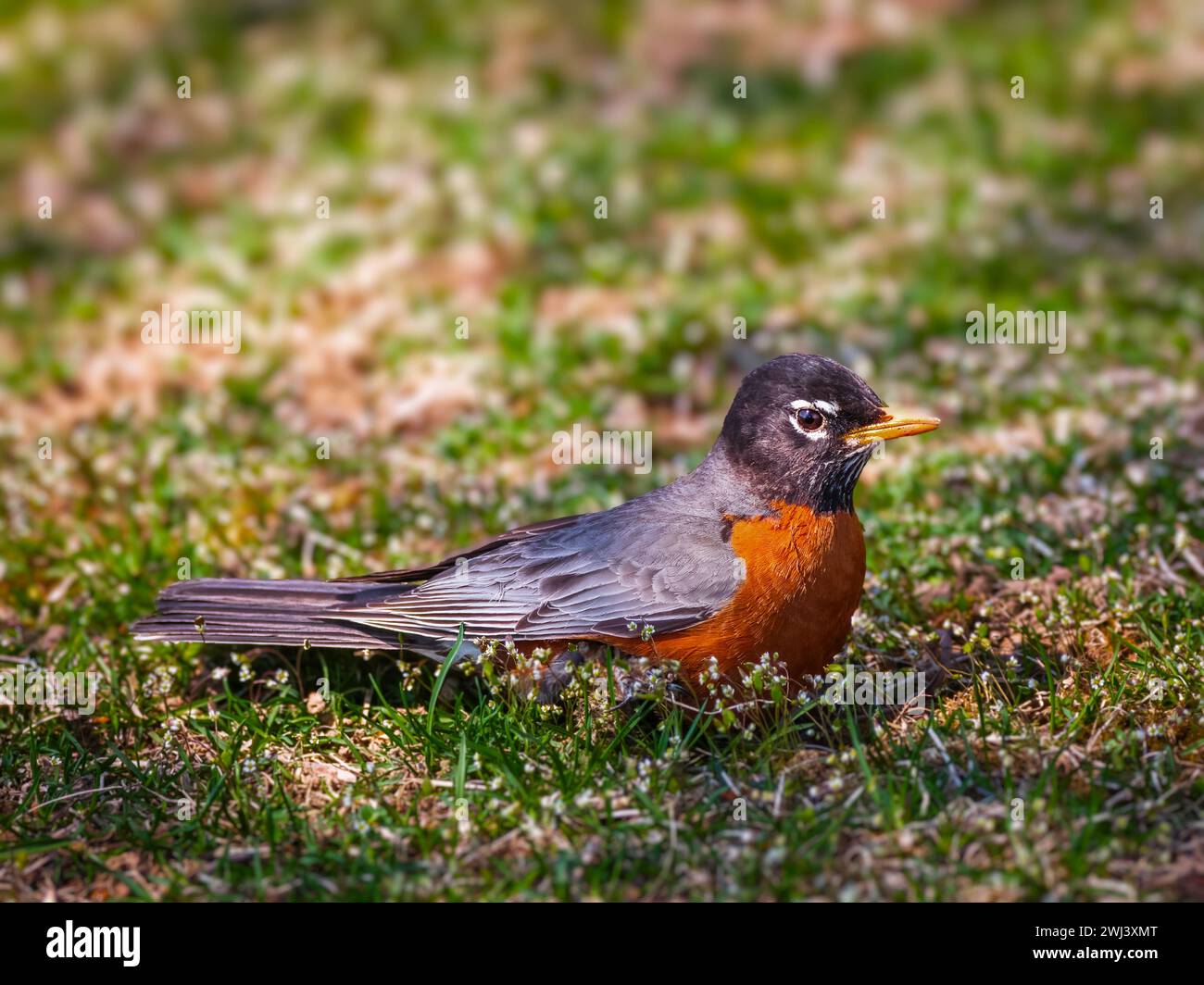 American robin on grass hi-res stock photography and images - Alamy
