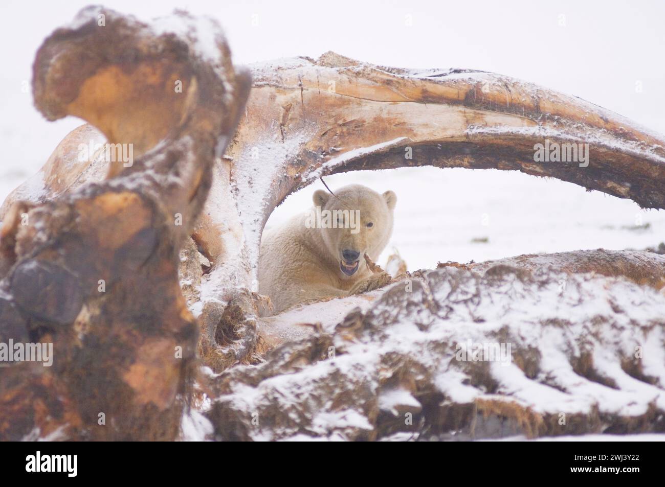 polar bear, Ursus maritimus Boar in a bone yard neck thicker then head ...