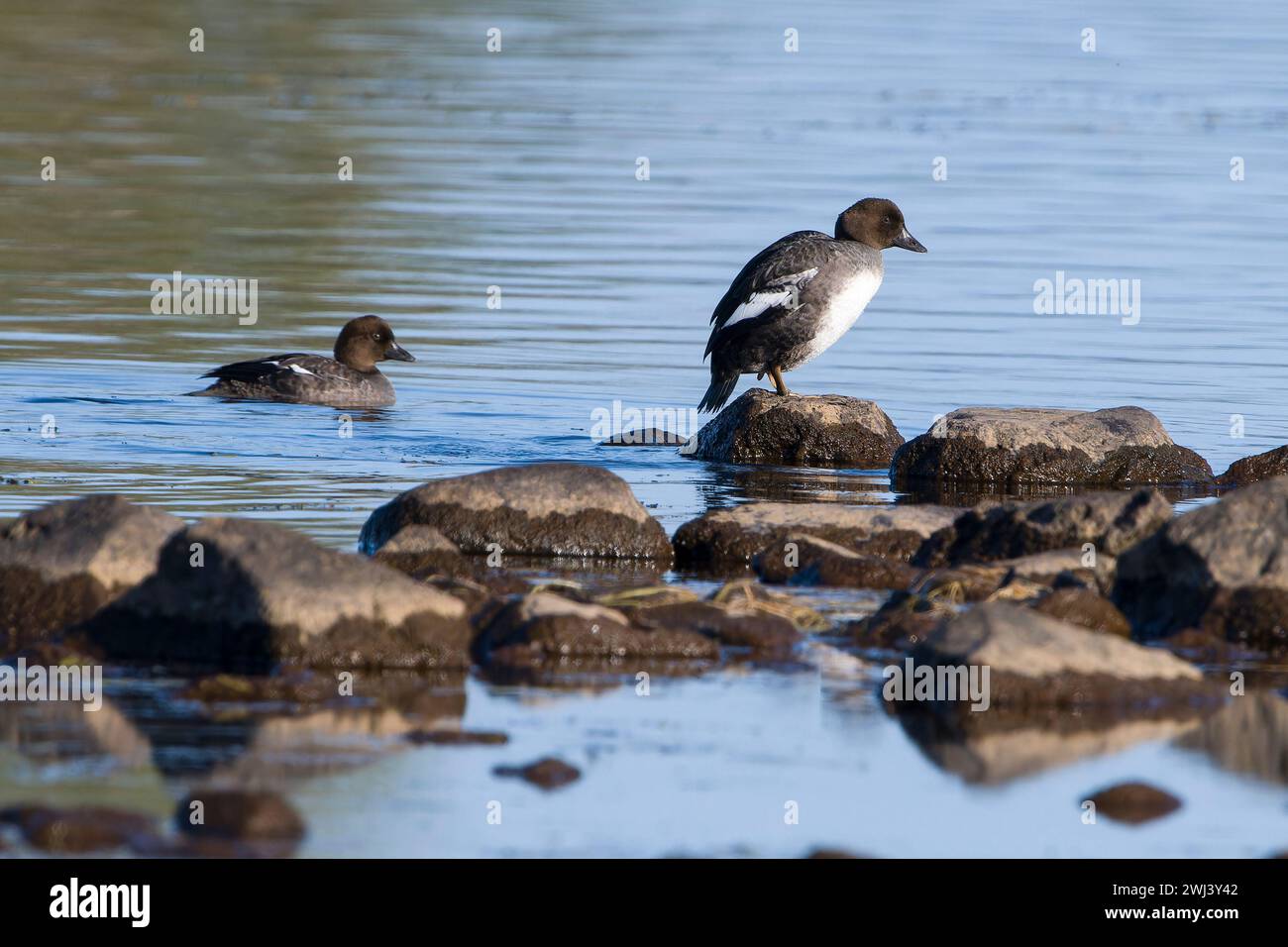 1 kalenderjahr hi-res stock photography and images - Alamy