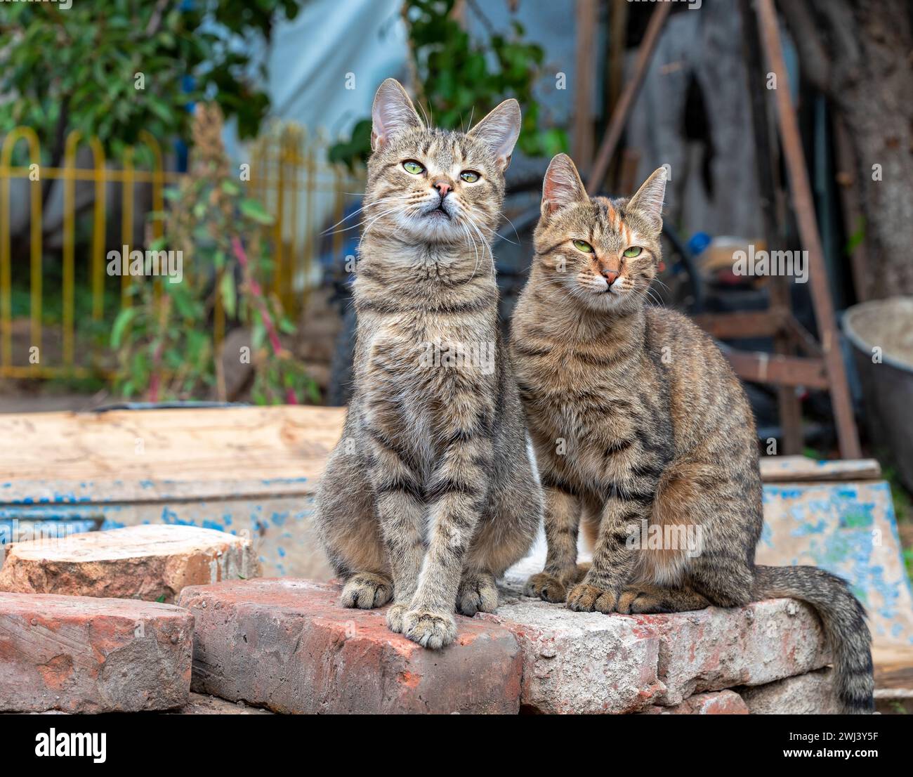 Tabby cats hi-res stock photography and images - Alamy