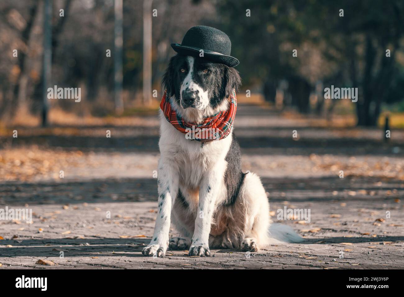 Large dog of the Bulgarian Shepherd breed in a hat and scarf sits in ...