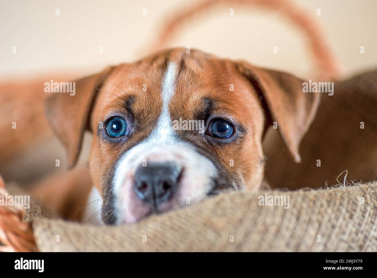 Sad sack hi-res stock photography and images - Alamy