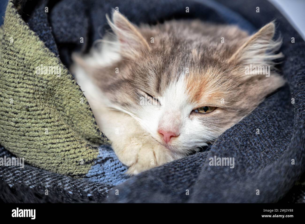 winter cold: tricolor cat wrapped in a warm wool blanket Stock Photo ...
