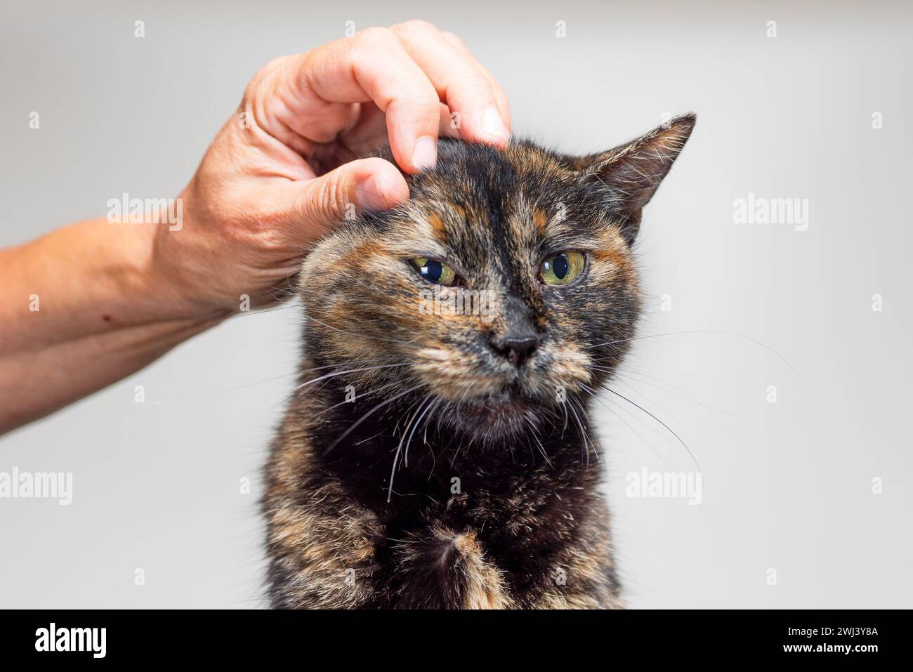 Human hand strokes a mongrel mottled cat on a light background Stock ...