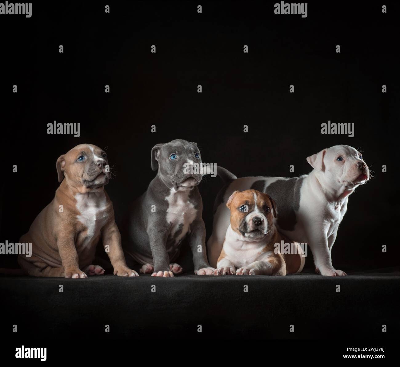 Four Staffordshire terrier puppies sitting on a black background Stock ...