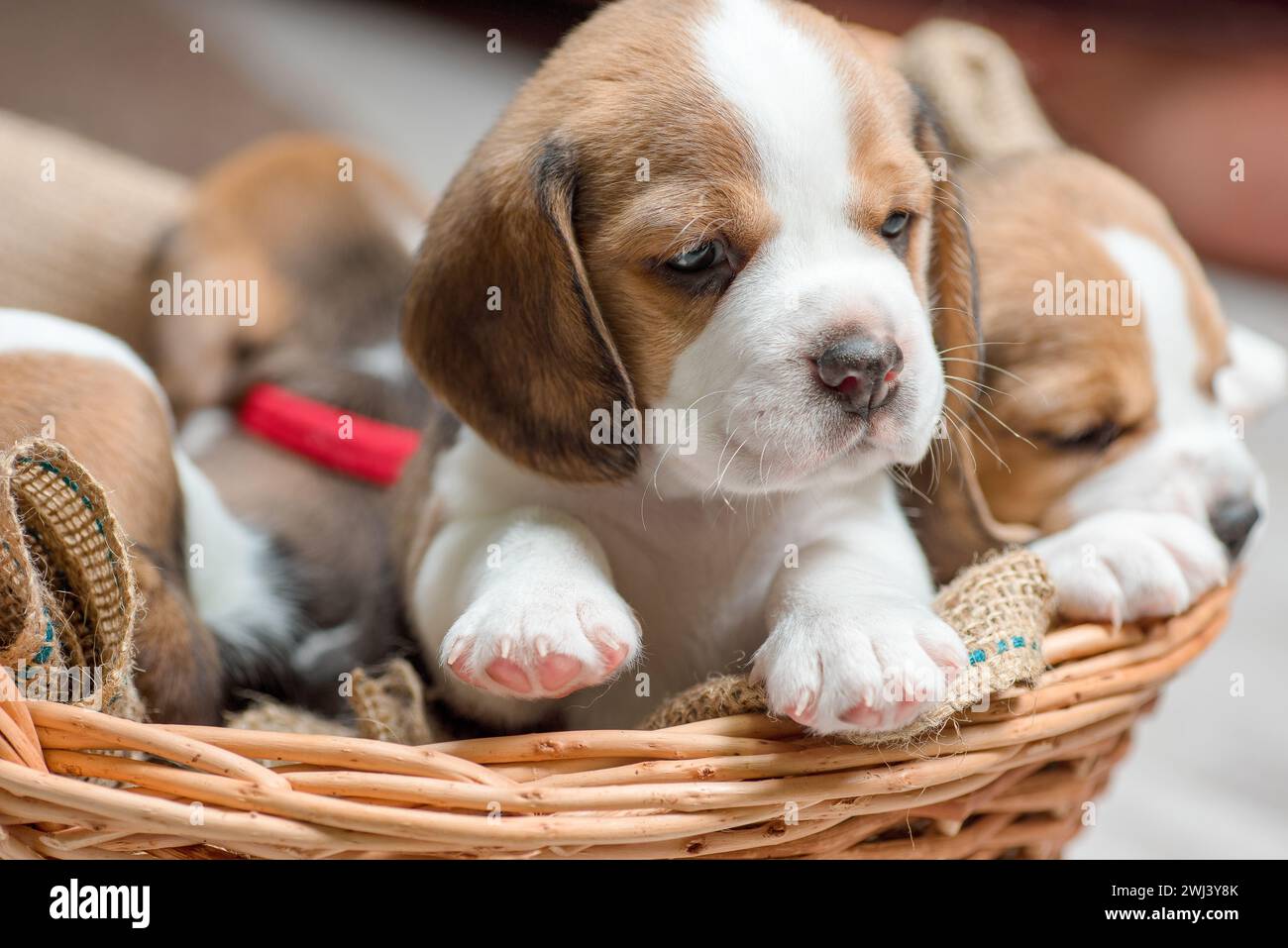 Small beagle puppies in a wicker basket Stock Photo - Alamy