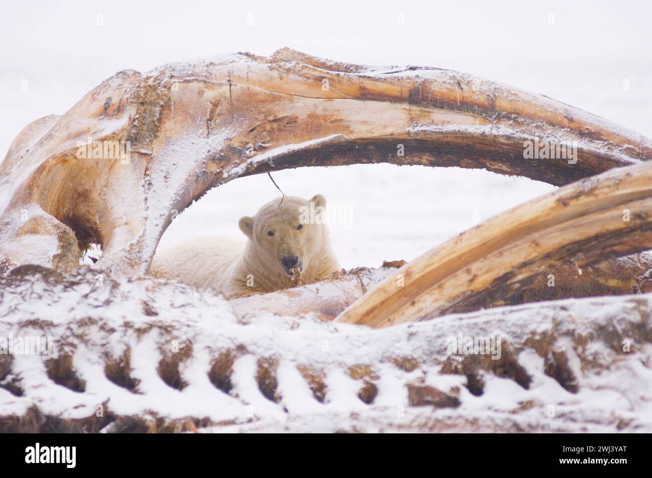 polar bear, Ursus maritimus Boar in a bone yard neck thicker then head ...