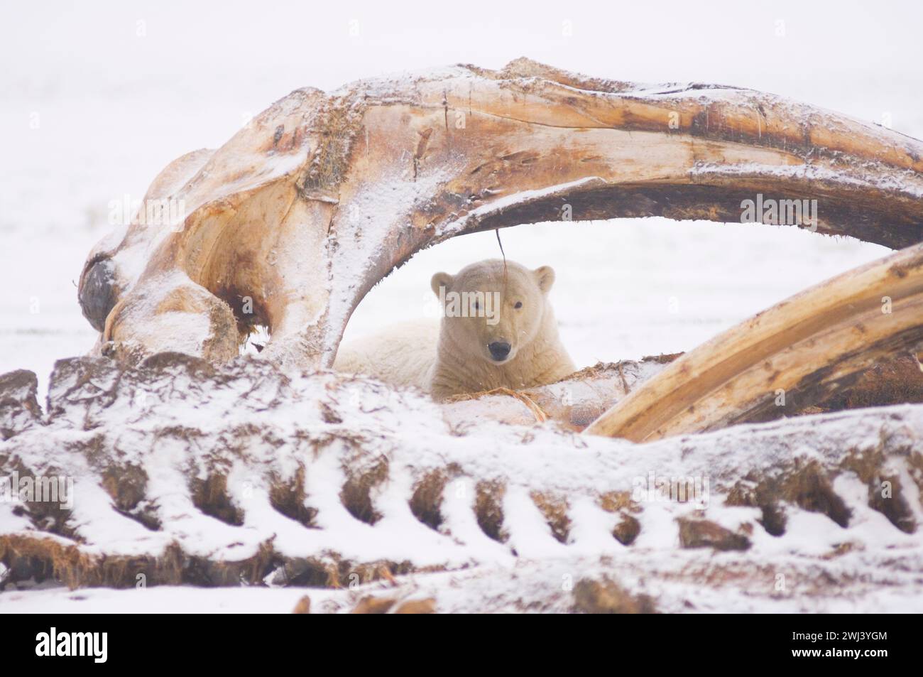 polar bear, Ursus maritimus Boar in a bone yard neck thicker then head ...