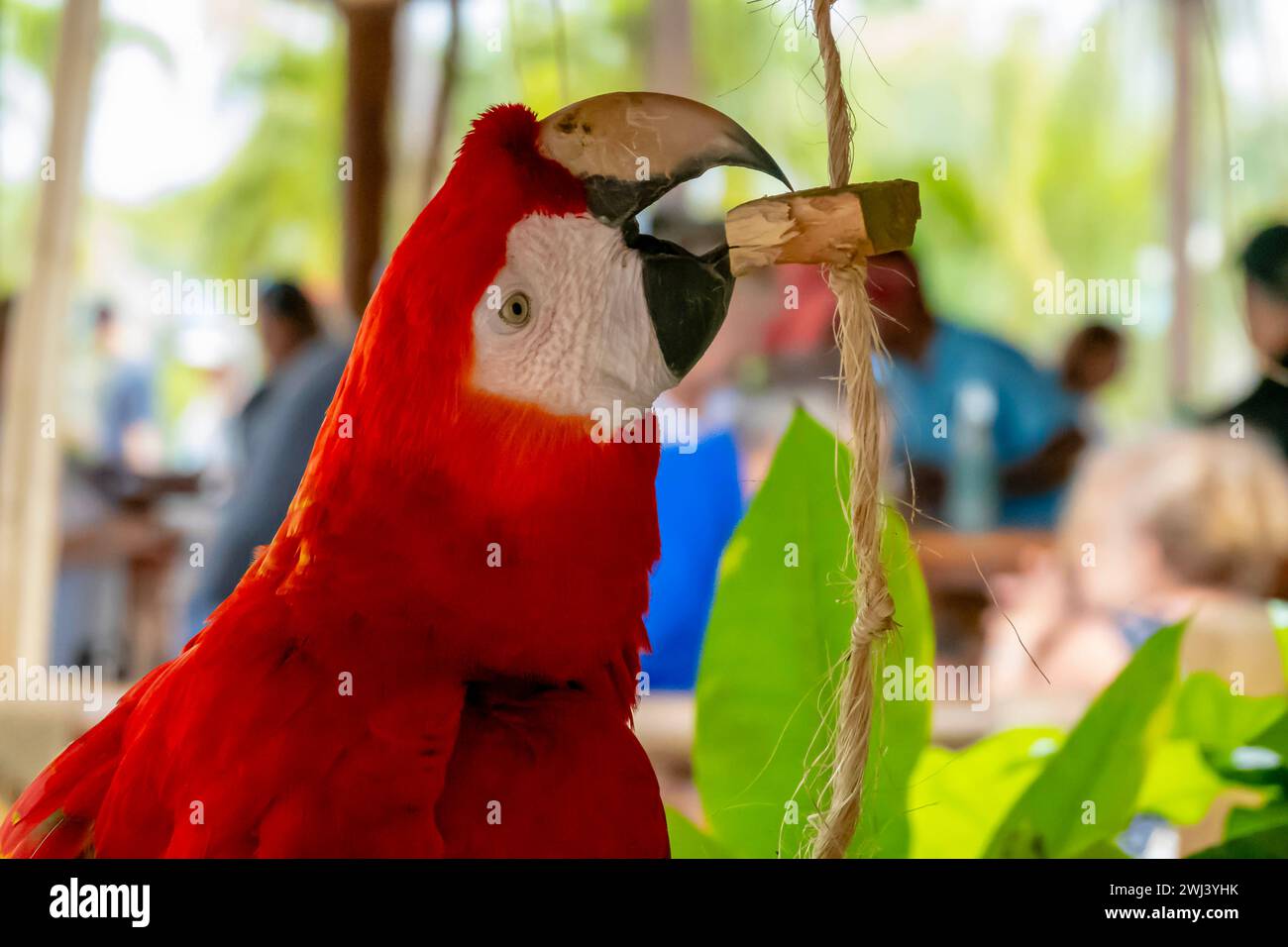 Puerto Plata, Puerto Plata, USA. 30th Jan, 2024. A vibrant parrot ...