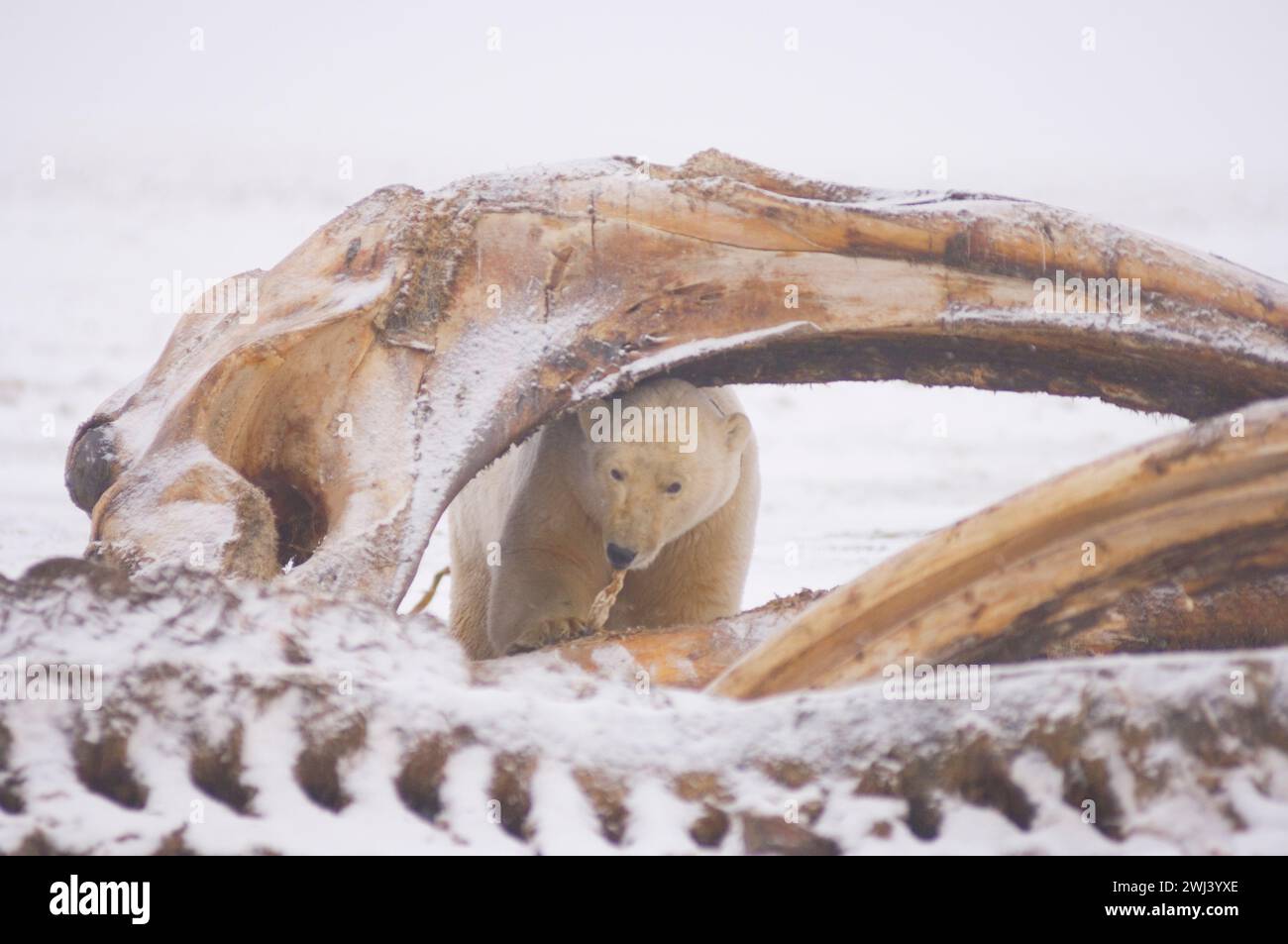 polar bear, Ursus maritimus Boar in a bone yard neck thicker then head ...