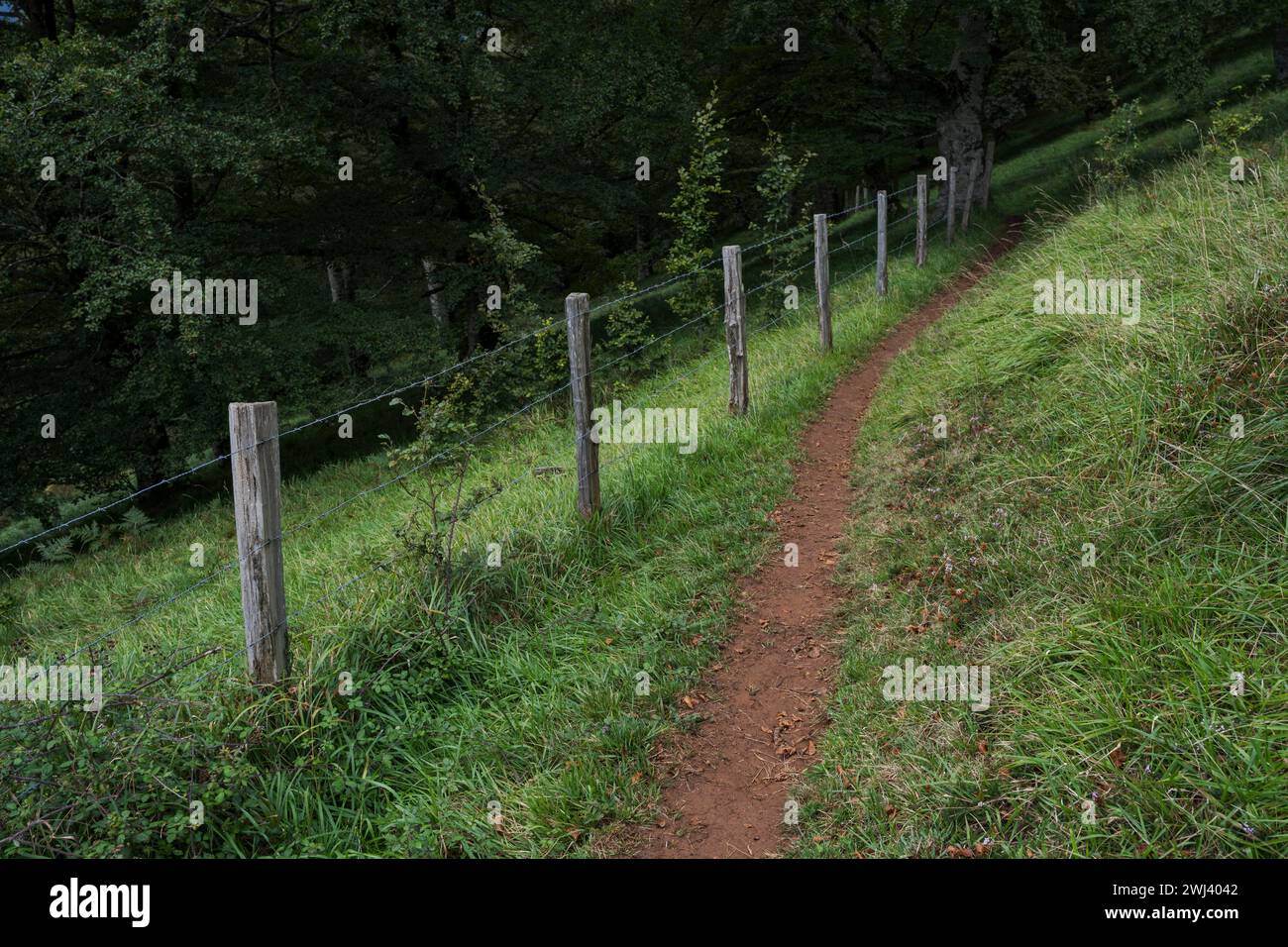 Forest path next hi-res stock photography and images - Alamy