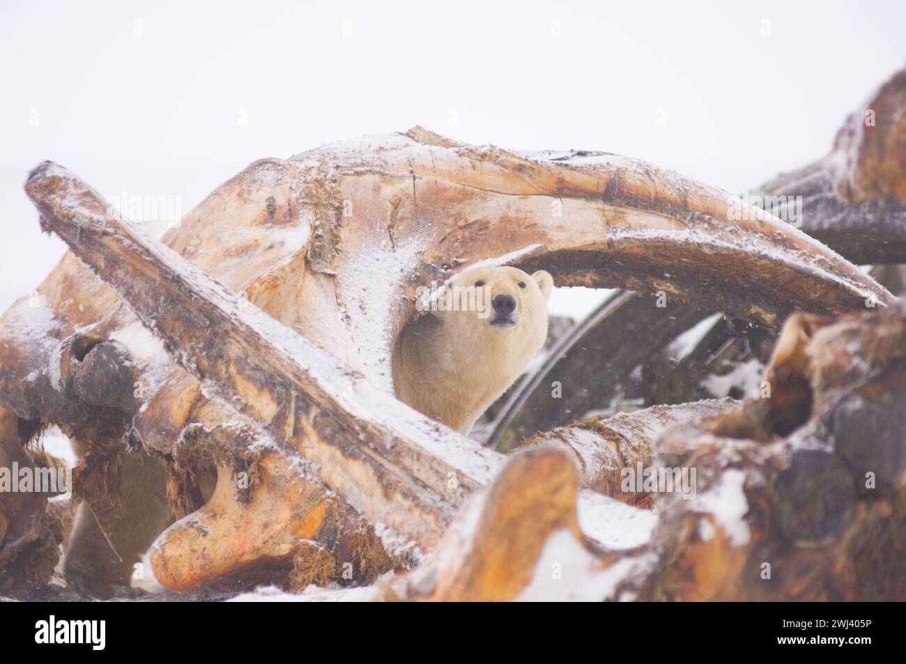 polar bear, Ursus maritimus Boar in a bone yard neck thicker then head ...