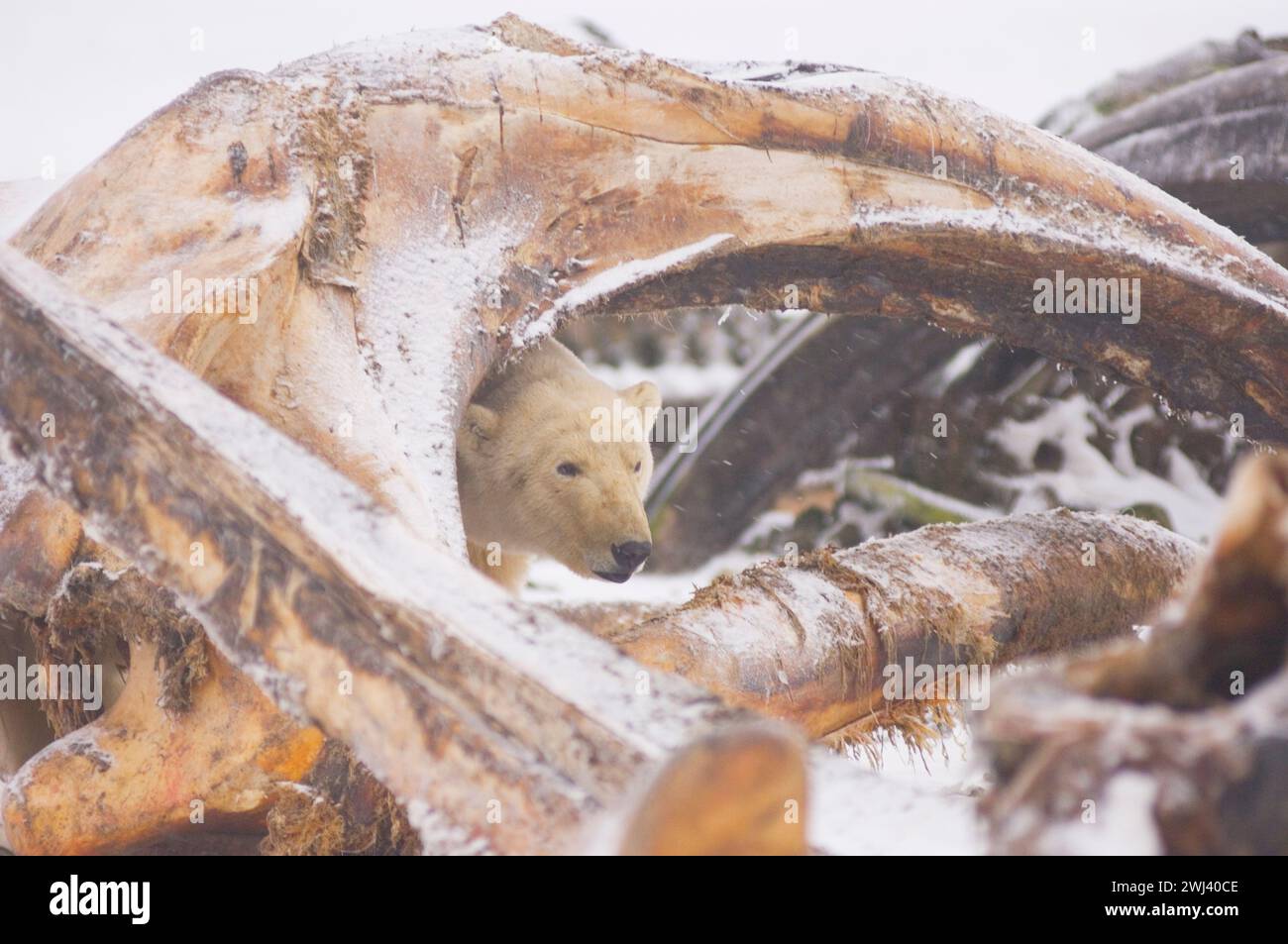 polar bear, Ursus maritimus Boar in a bone yard neck thicker then head ...