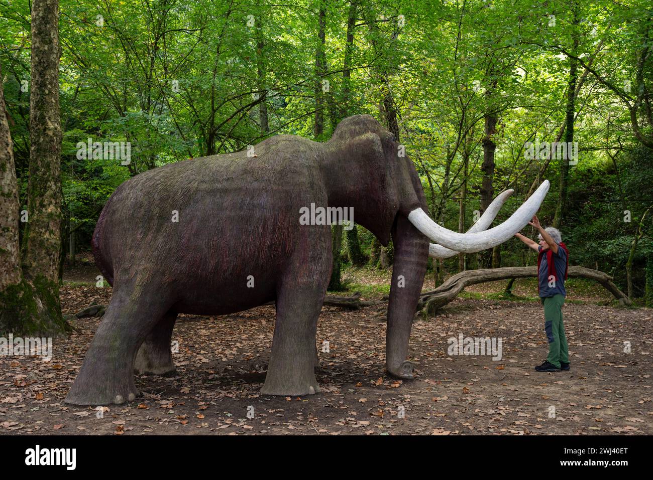 Tusk size hi-res stock photography and images - Alamy