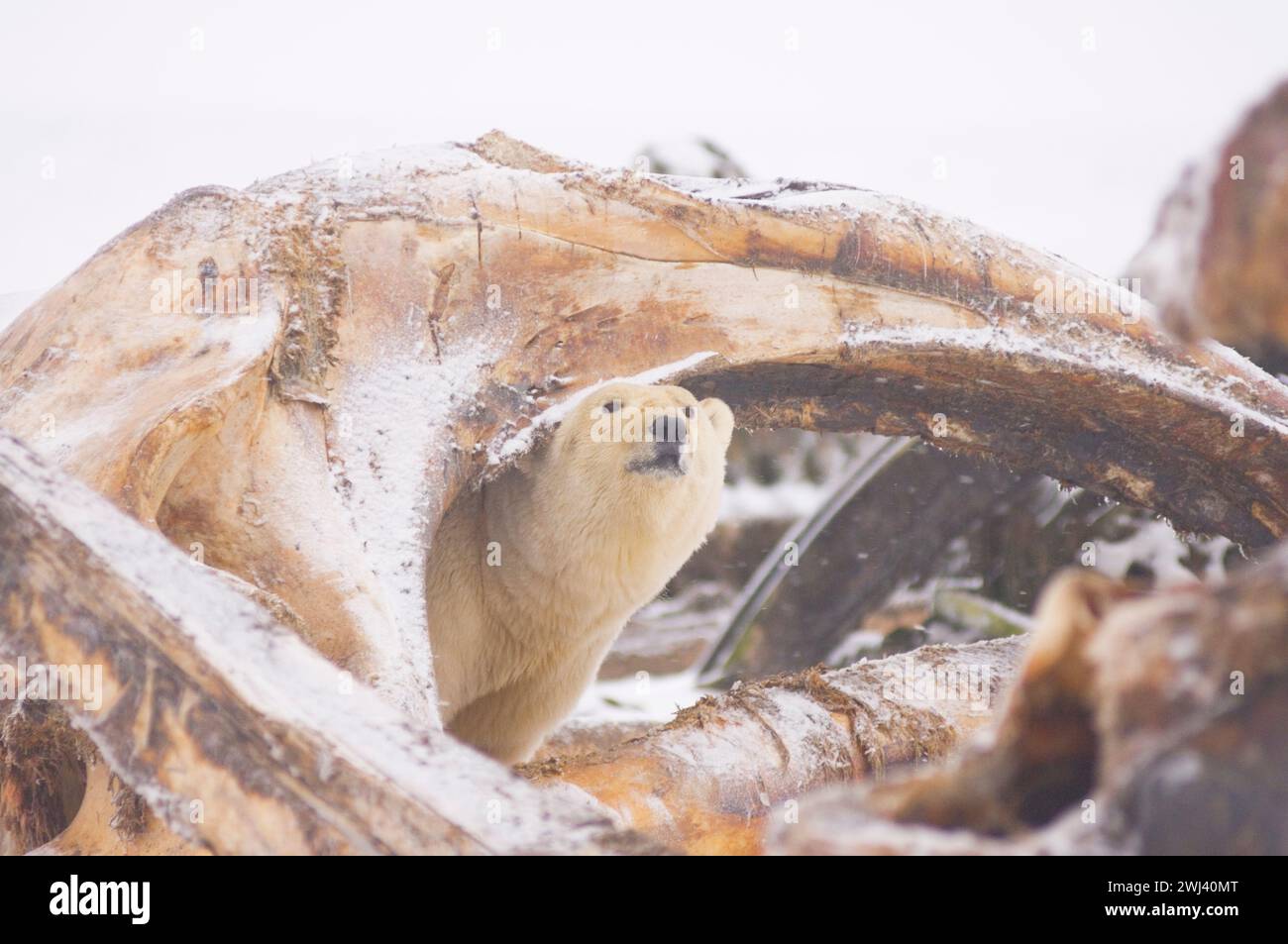 polar bear, Ursus maritimus Boar in a bone yard neck thicker then head ...