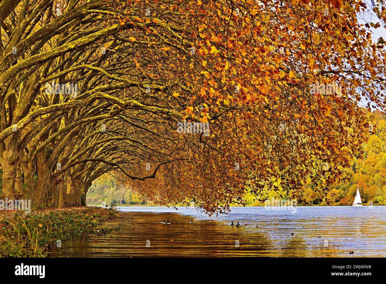 Colorful plane tree tunnel in autumn over Lake Baldeney, Essen, Ruhr ...