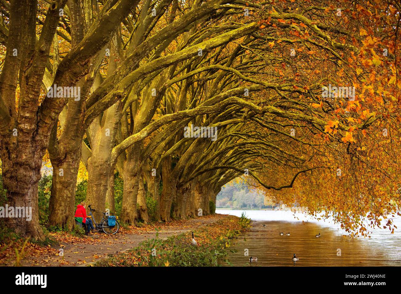 Colorful plane tree tunnel in autumn over Lake Baldeney, Essen, Ruhr ...