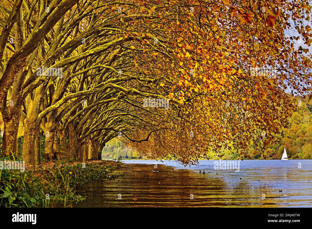 Colorful plane tree tunnel in autumn over Lake Baldeney, Essen, Ruhr ...