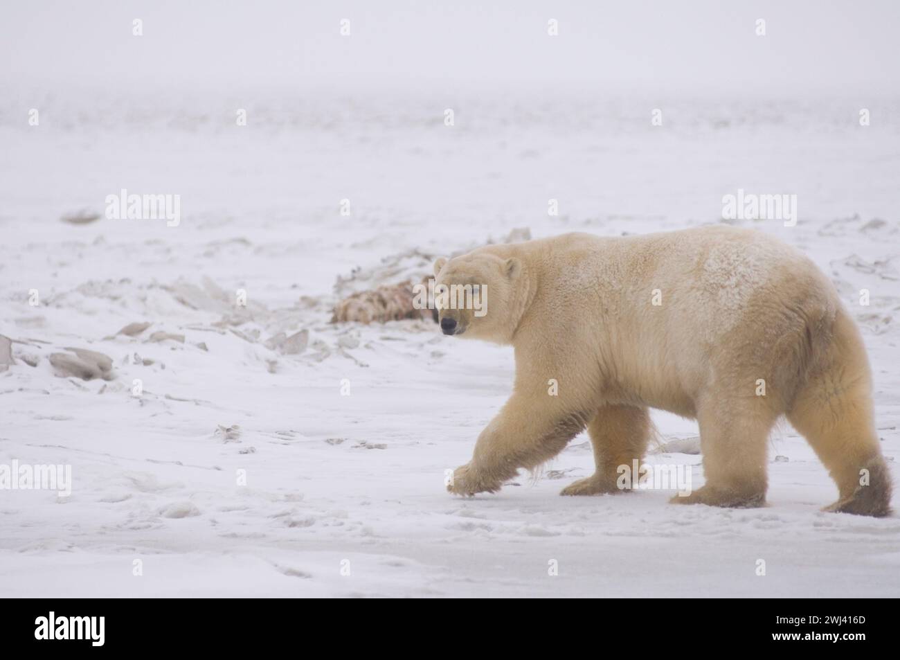polar bear, Ursus maritimus Boar in a bone yard neck thicker then head ...