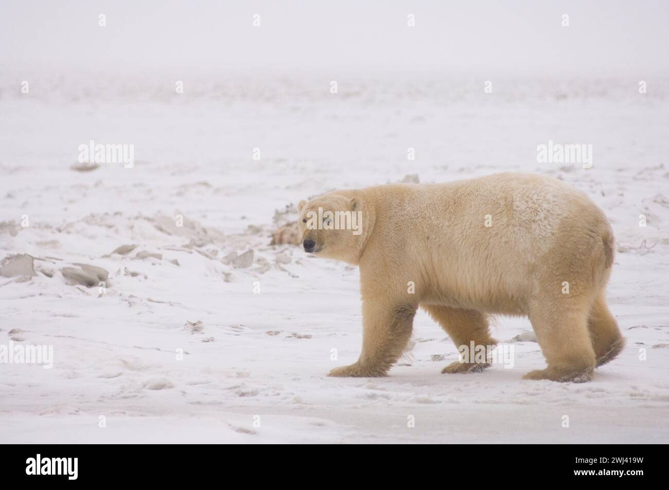 polar bear, Ursus maritimus Boar in a bone yard neck thicker then head ...