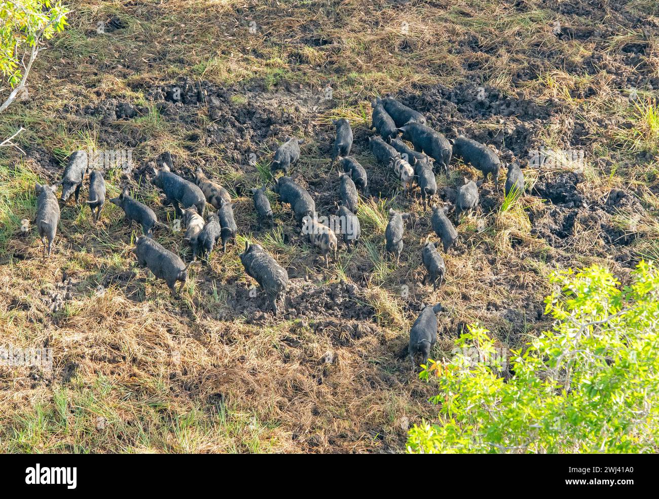 Wild feral pigs in Kakadu National Park Northern Territory, Australia ...