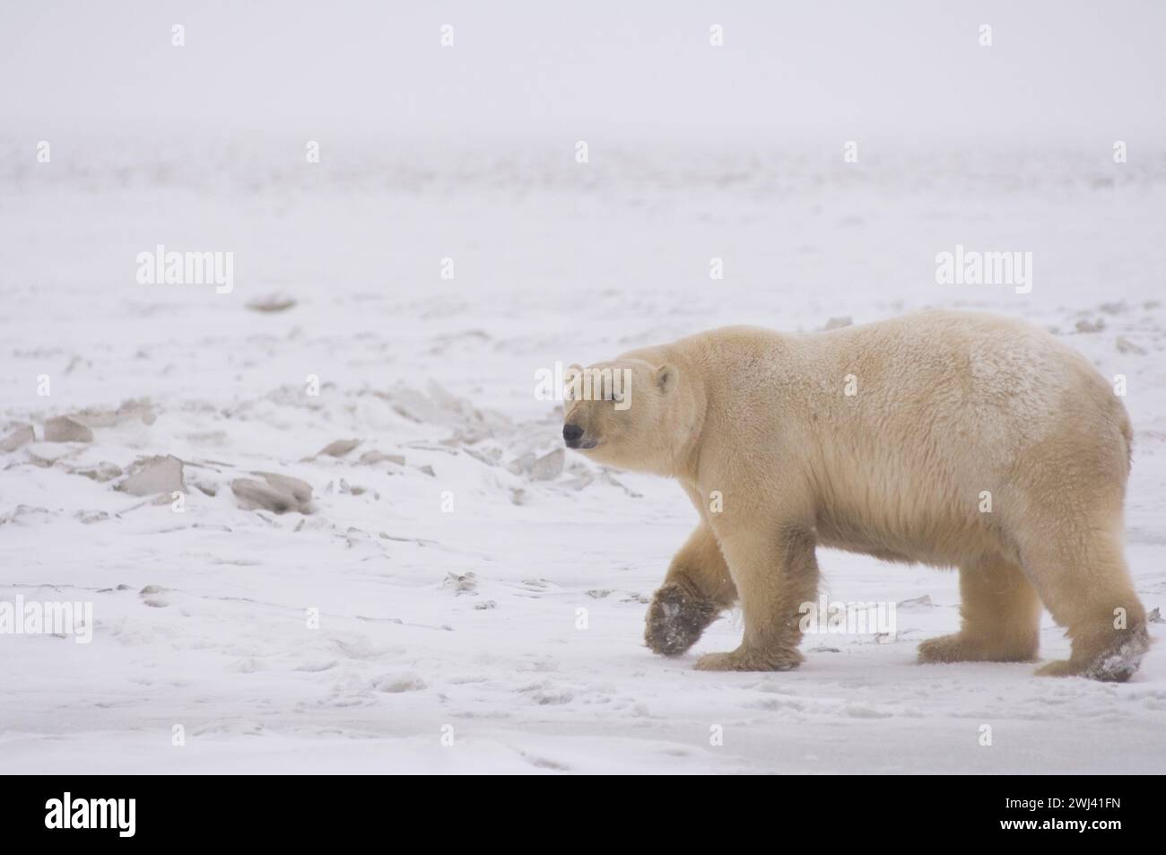 polar bear, Ursus maritimus Boar in a bone yard neck thicker then head ...