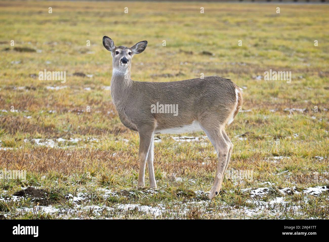 Cute alert deer standing hi-res stock photography and images - Alamy