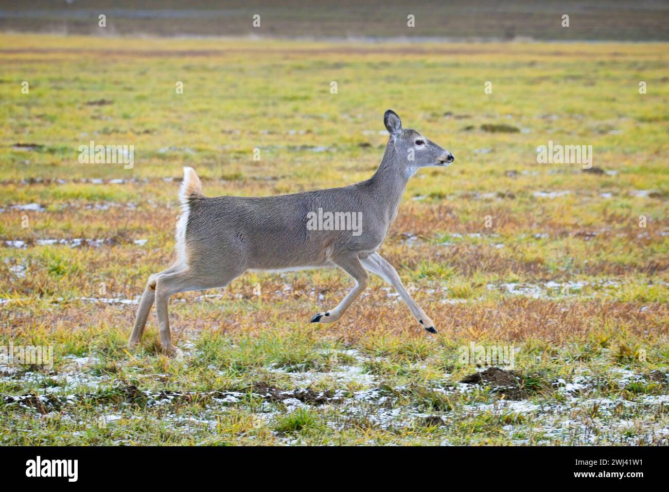 Stride in stride hi-res stock photography and images - Alamy